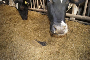 Total mixed ration vs. partial mixed ration for cattle